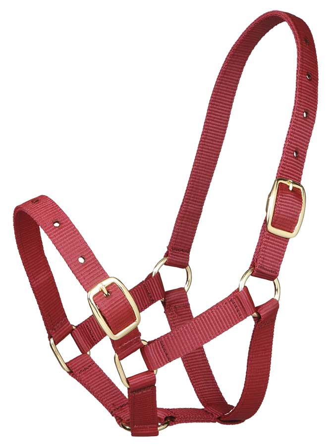 Zilco Gymkhana Foal Halter – Premium Blue